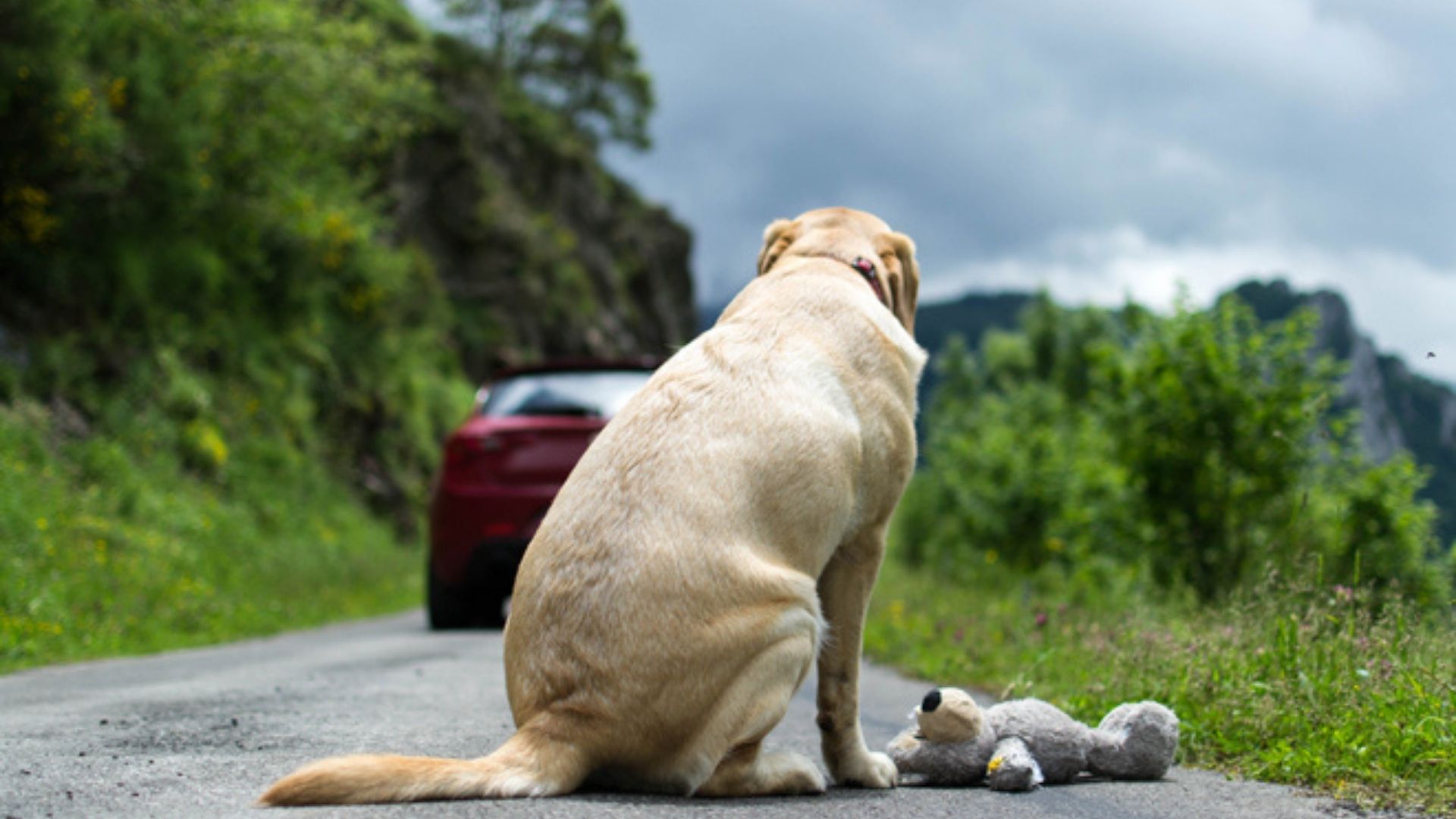 ¿El-rescate-animal-es-tarea-de-todos_-3 | Solución 24/7